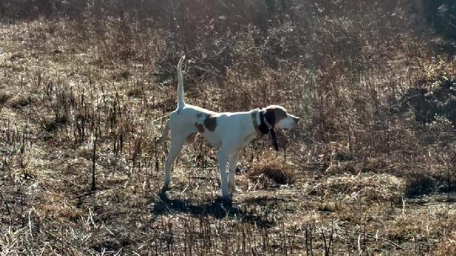 CROSS TIMBER ELHEW EXPLORER