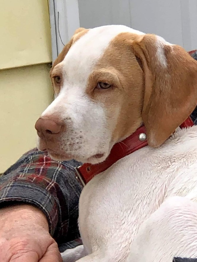 CROSS TIMBER POINTERS - Regan - Josie puppies Jan 2020