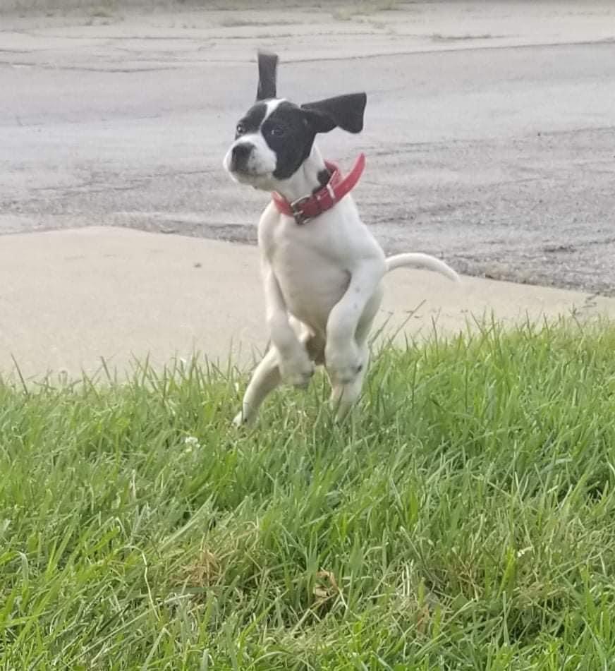 CROSS TIMBER POINTERS - Puppies For Sale